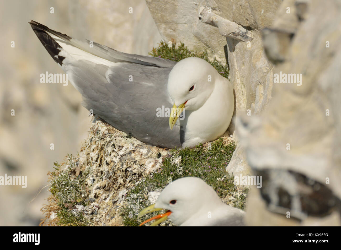 Cliff nesting birds hi-res stock photography and images - Alamy