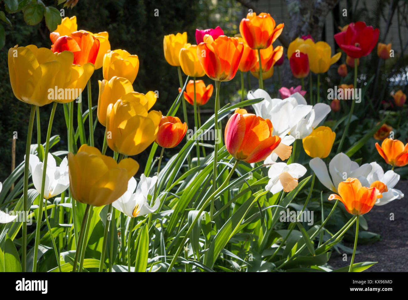Colourful spring hi-res stock photography and images - Alamy