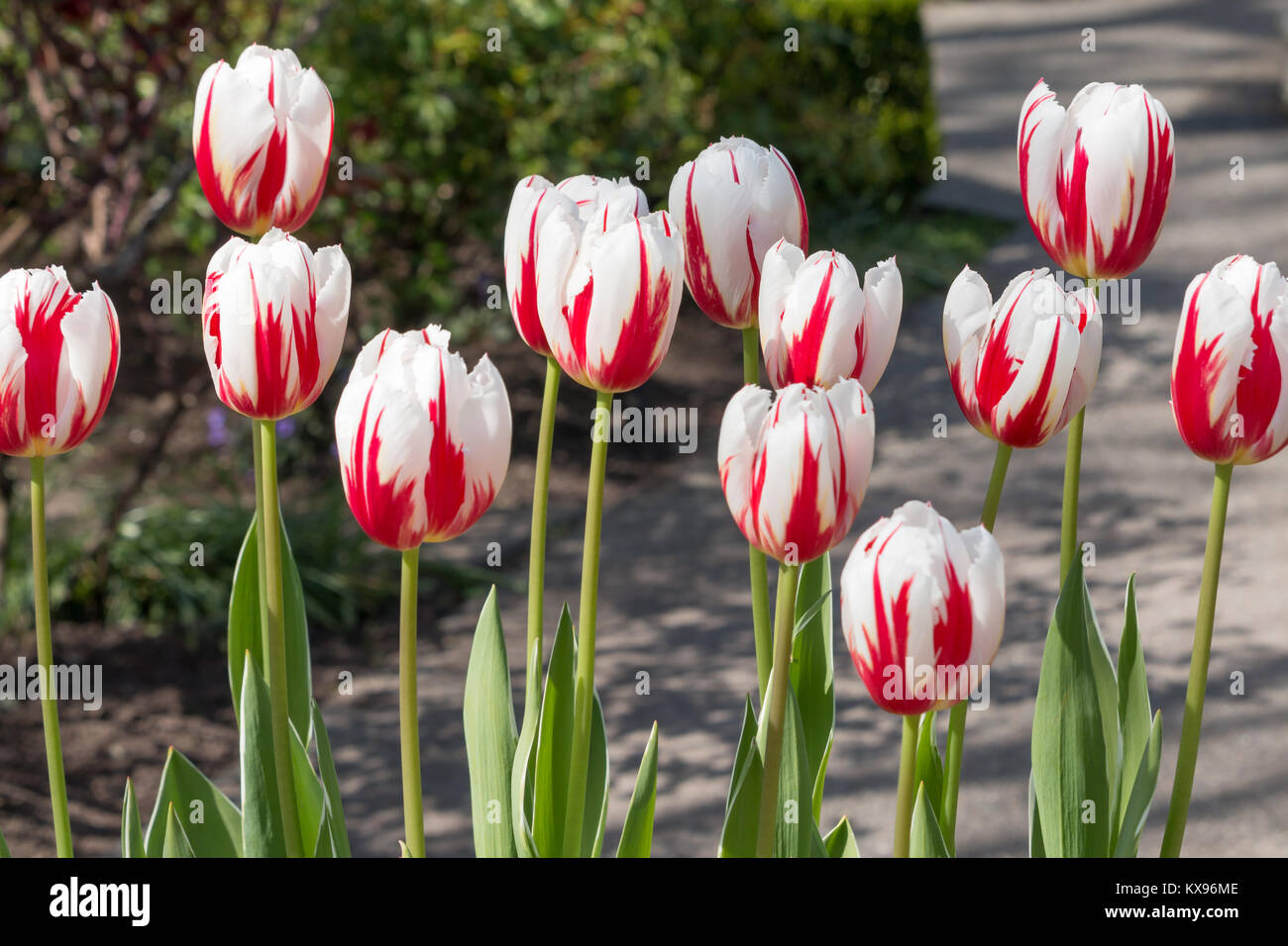 Red and white variegated tulips in a spring garden Stock Photo - Alamy