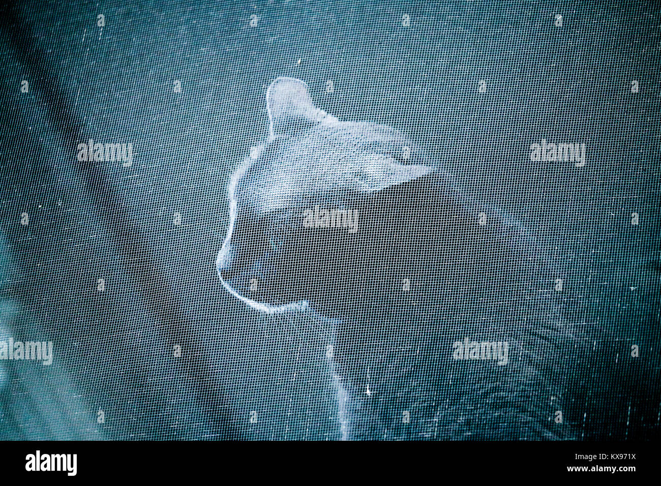 Cat behind window screen Stock Photo - Alamy