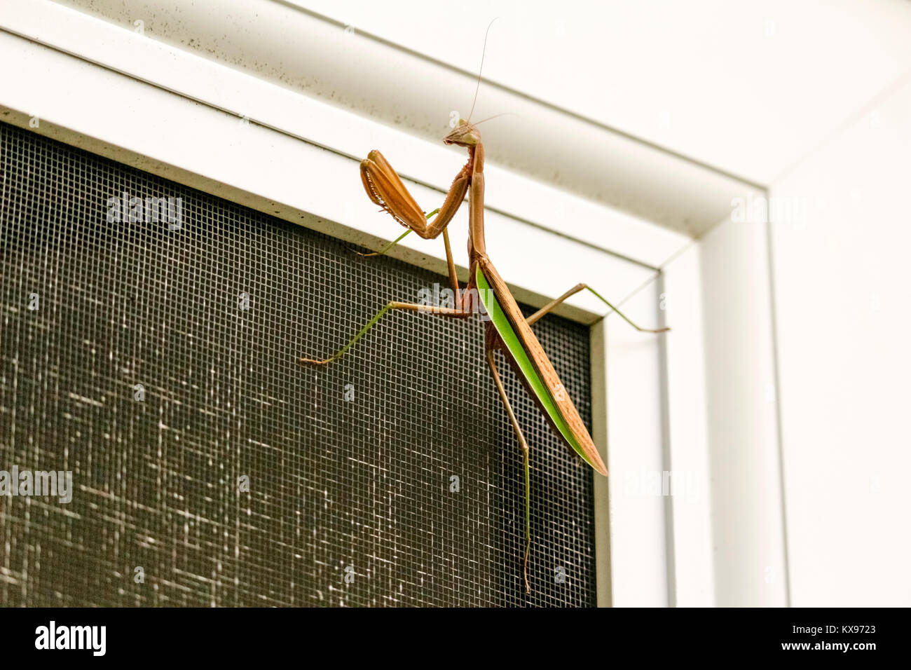 Chinese praying mantis on screen door Stock Photo - Alamy