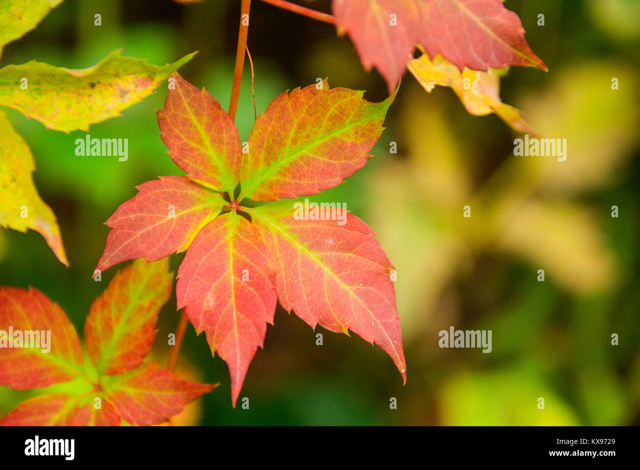 Virginia creeper vine in autumn Stock Photo - Alamy