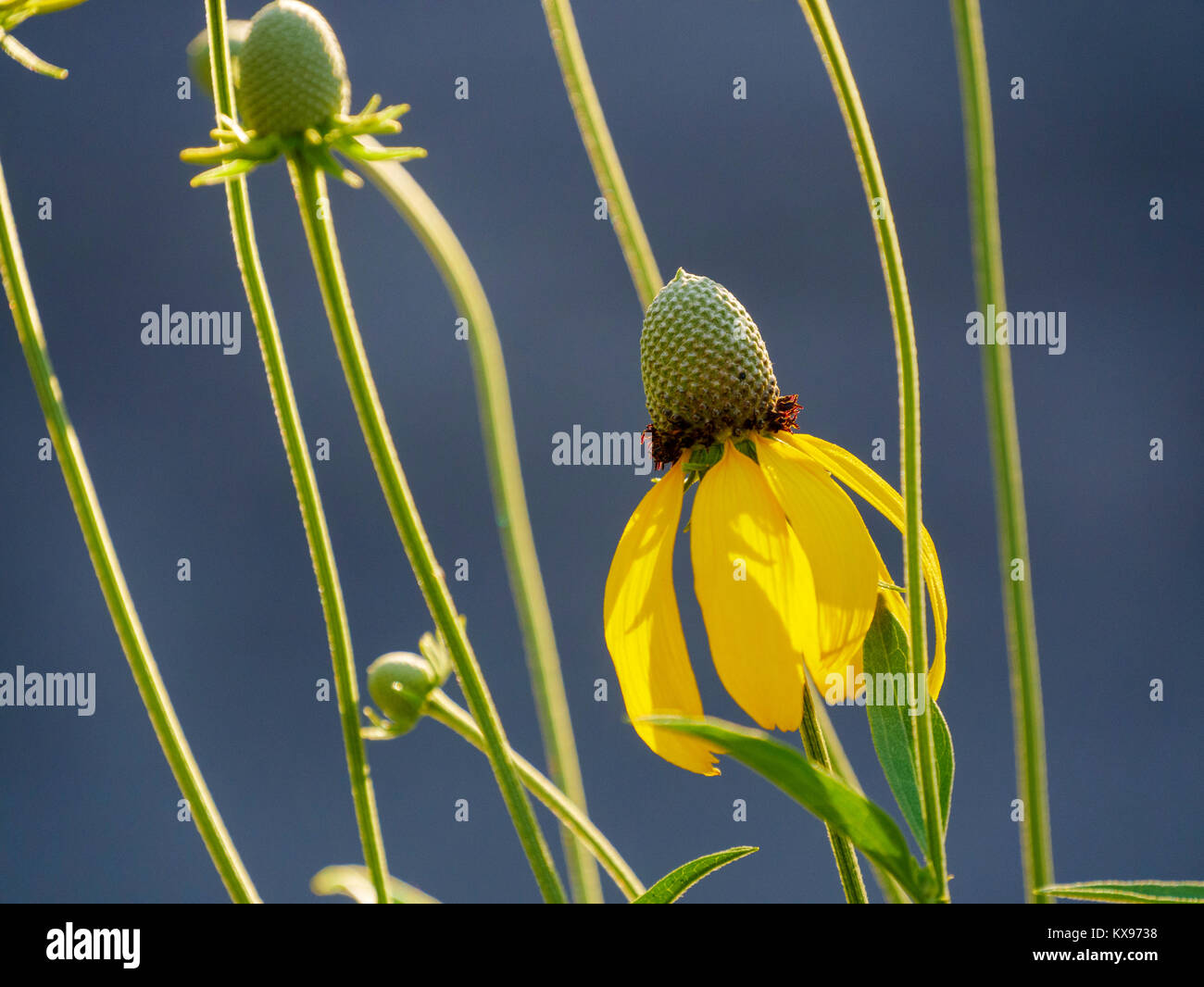 Yellow or prairie coneflower. Also known as gray-headed coneflower ...