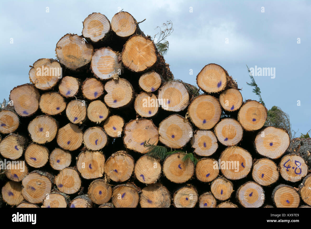 Felled trees lined up and stacked ready for transport and to be turned ...