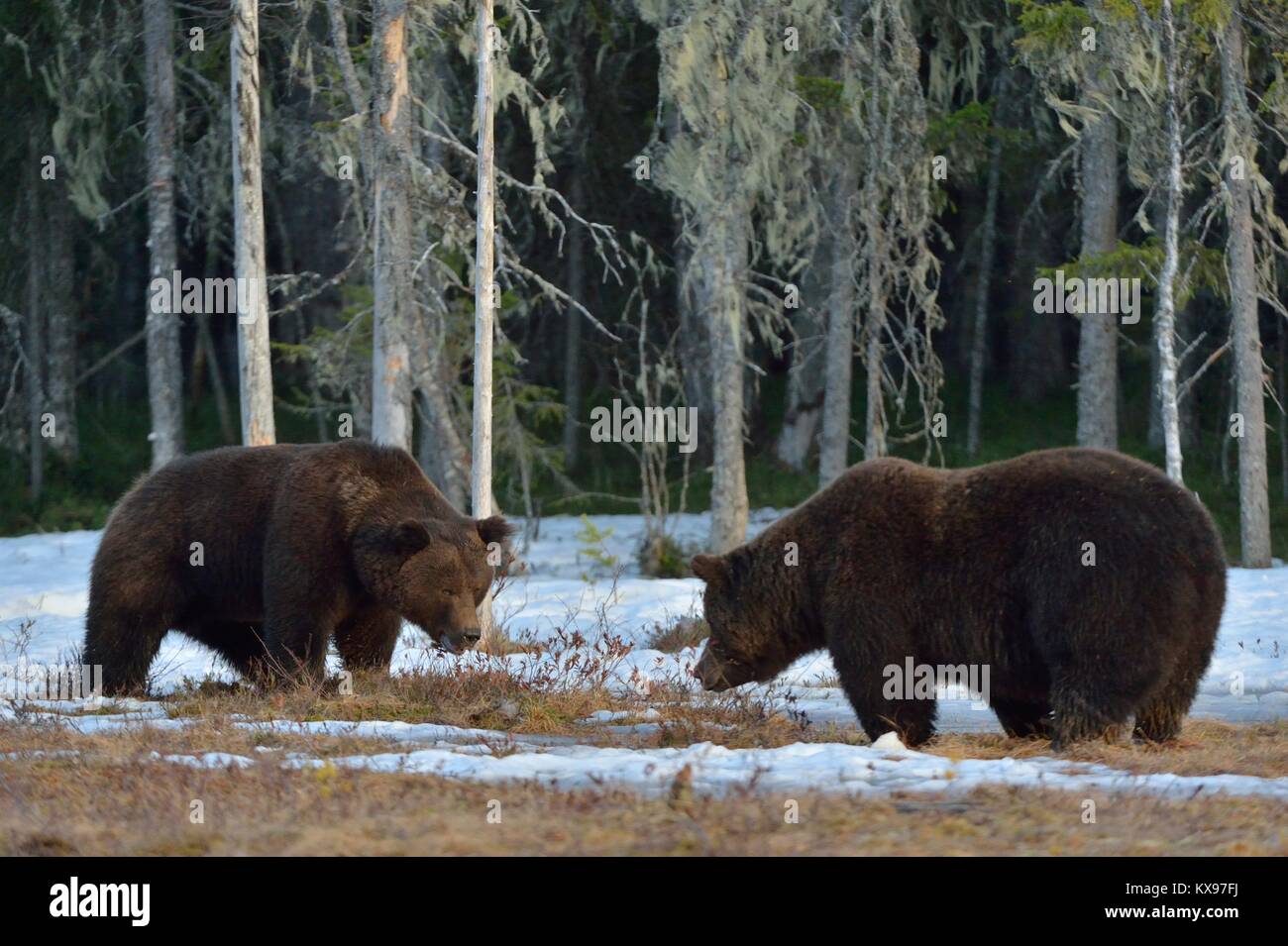 Brown bear communication High Resolution Stock Photography and Images ...