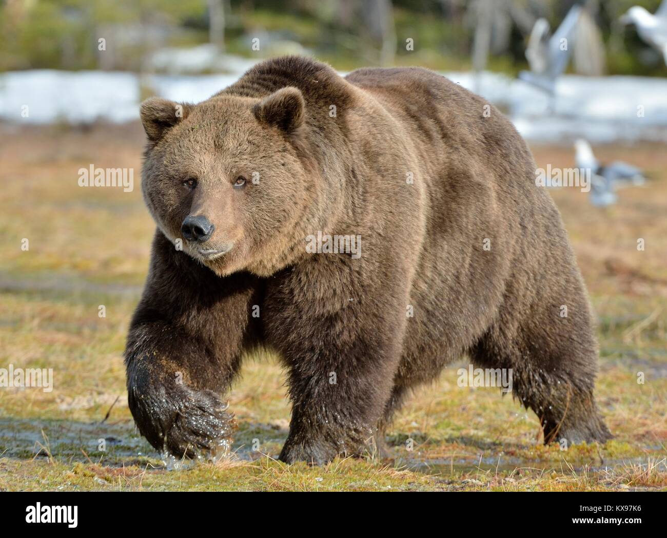 Adult male of Brown Bear (Ursus arctos) on the swamp in spring forest ...
