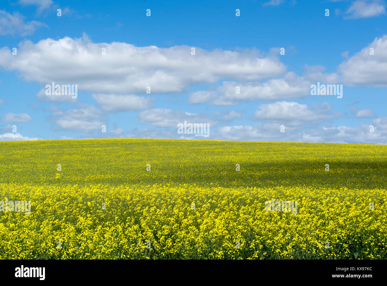 Growing canola hi-res stock photography and images - Alamy