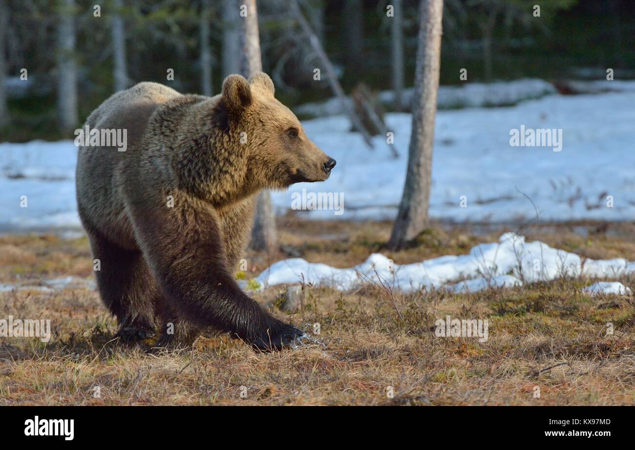 Close-up Portrait of young Brown Bear (Ursus arctos) on a swamp in the ...