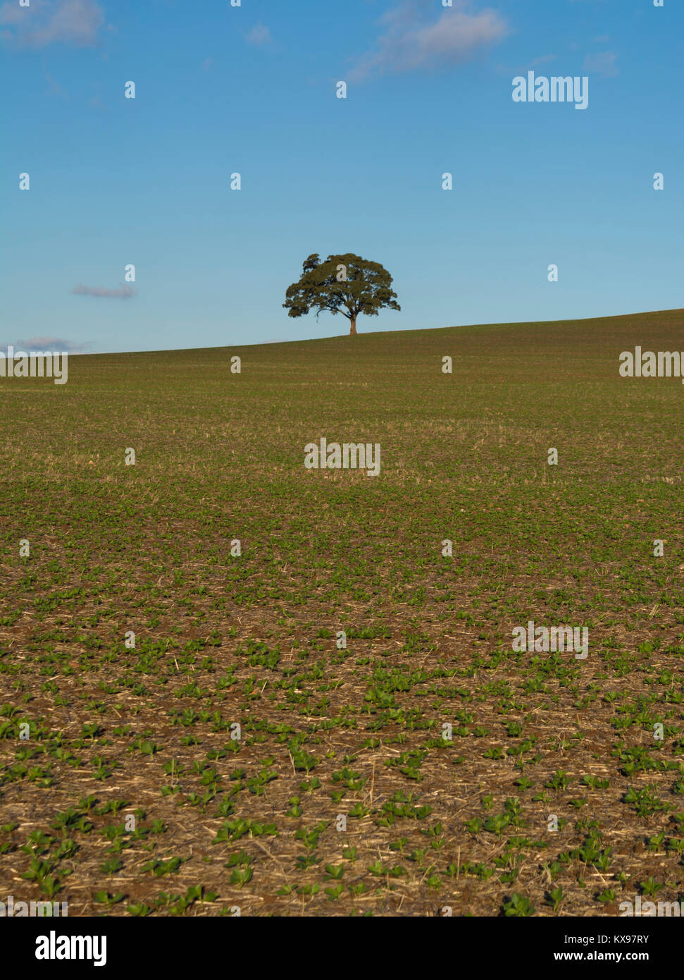 An isolated tree sitting on random rural farm land field in the ...