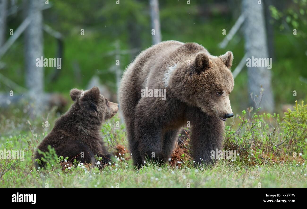 Bear cubs with their mother she-bear in the summer forest. Bear family ...