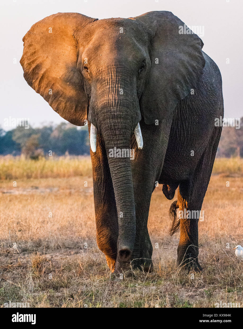 Angry elephant hi-res stock photography and images - Alamy