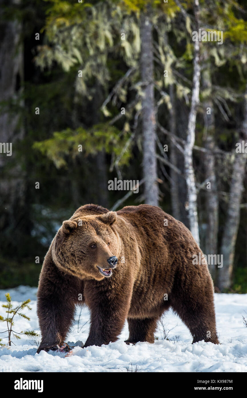 Close up portrait of adult male Brown Bear on a snow-covered swamp in ...