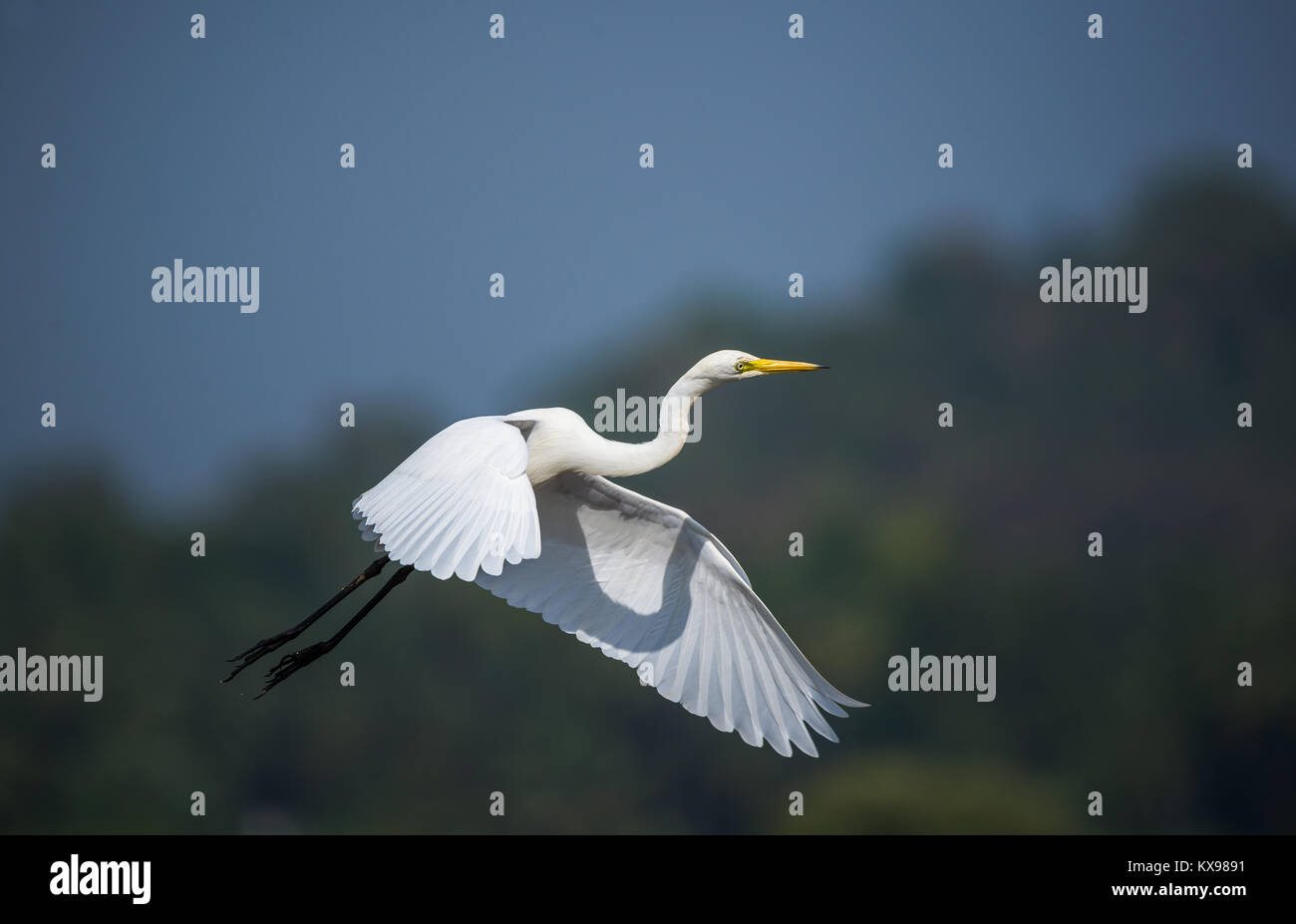 White egret bird in flight across the tropical sky Stock Photo - Alamy