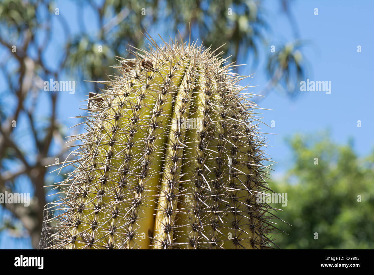 The top of a very large cylindrical cactus with large spikes with trees ...