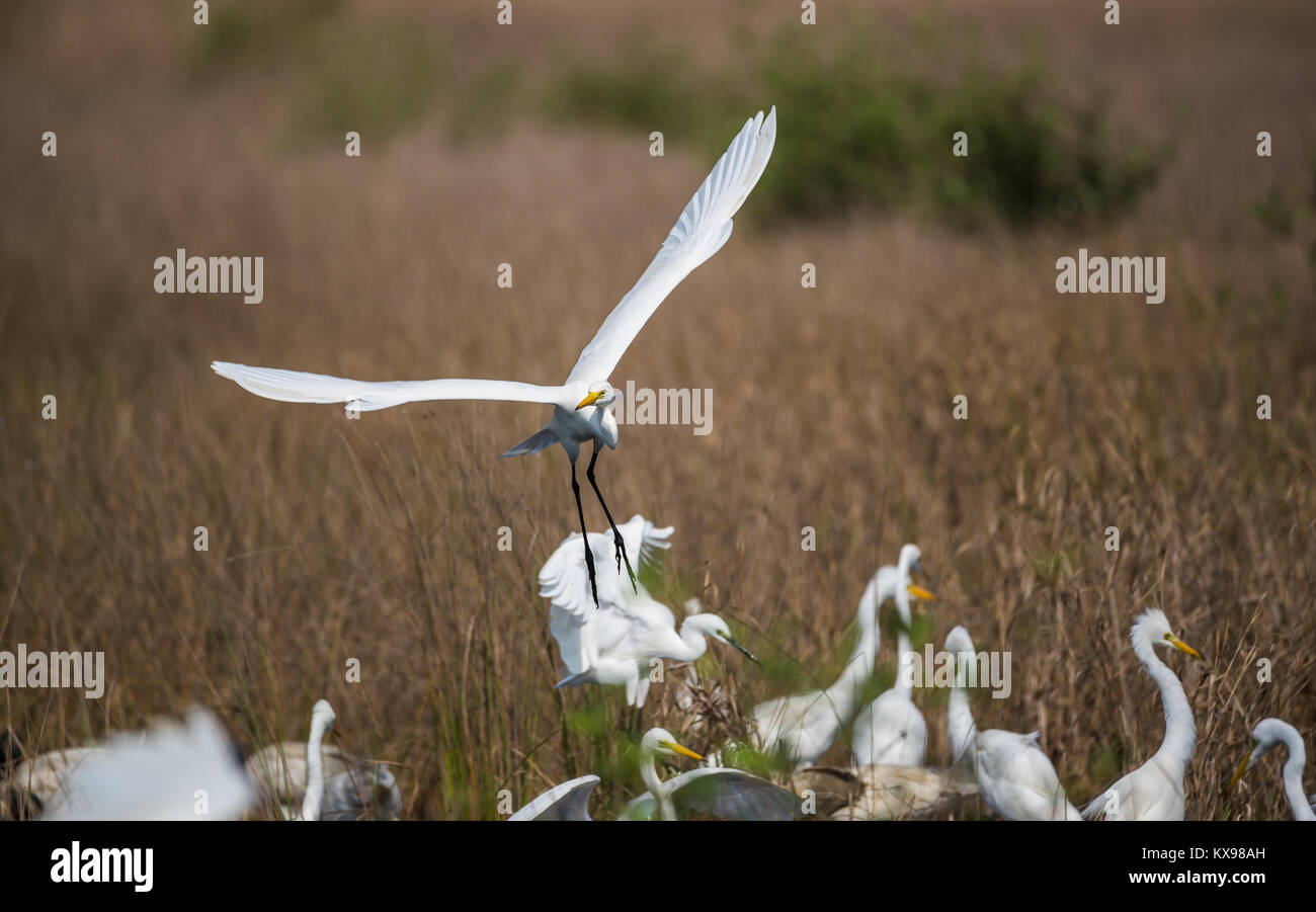 Intermediate Egret bird taken off from the flock Stock Photo - Alamy