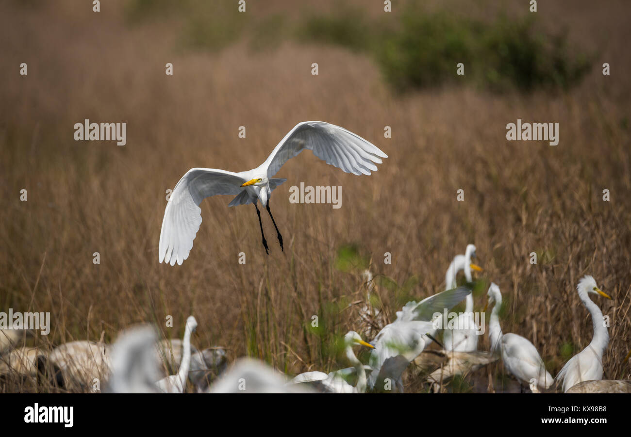 Beautiful paddy fields in hi-res stock photography and images - Alamy