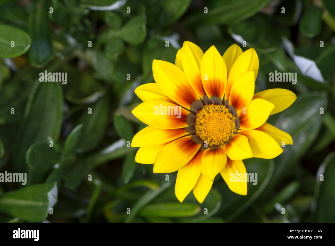Single yellow and red gazania with natural green leaves as the ...