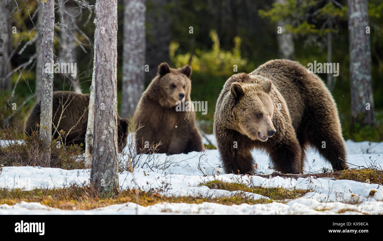 She-bear and bear-cubs. Adult female of Brown Bear (Ursus arctos) with ...