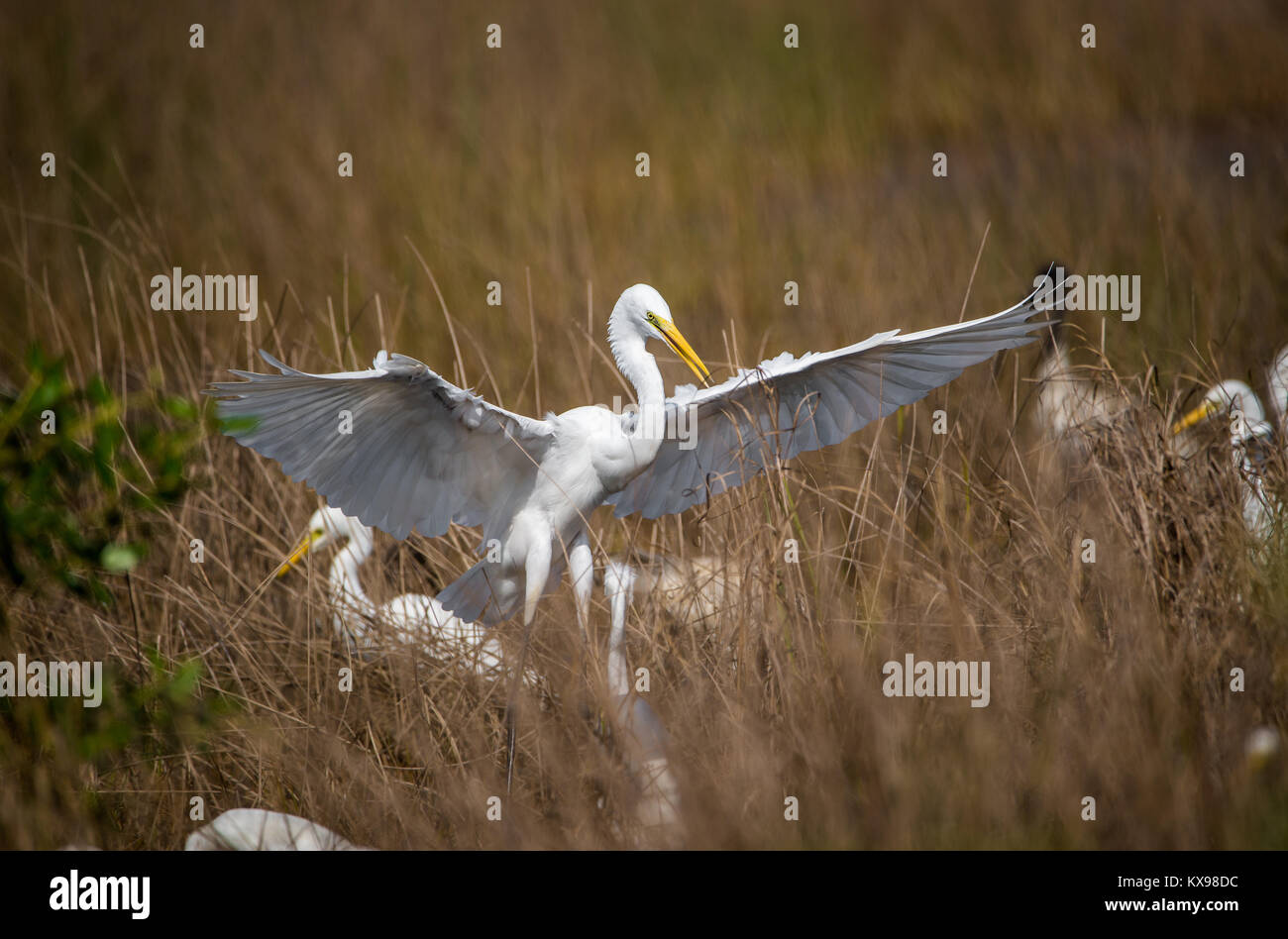 Flock bright white fish in hi-res stock photography and images - Alamy