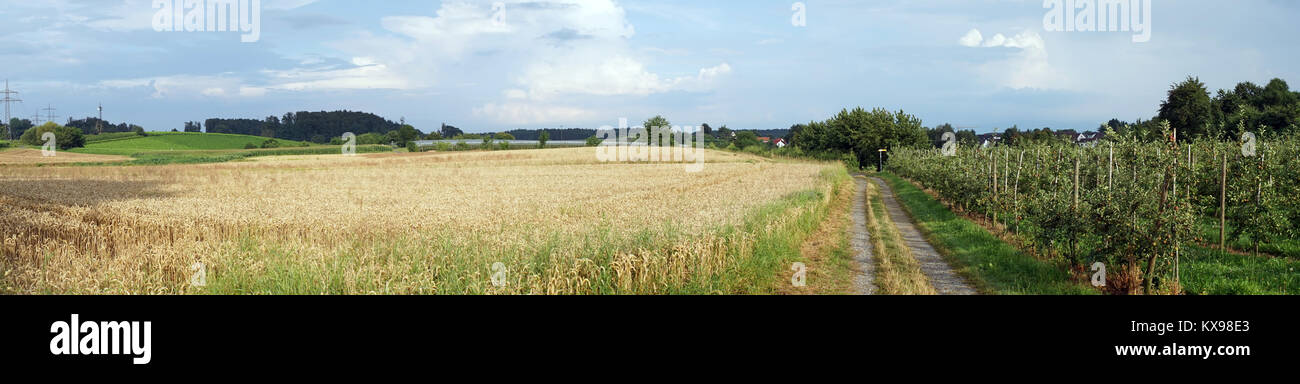 Wheat field, track and apple orchard in Germany Stock Photo - Alamy