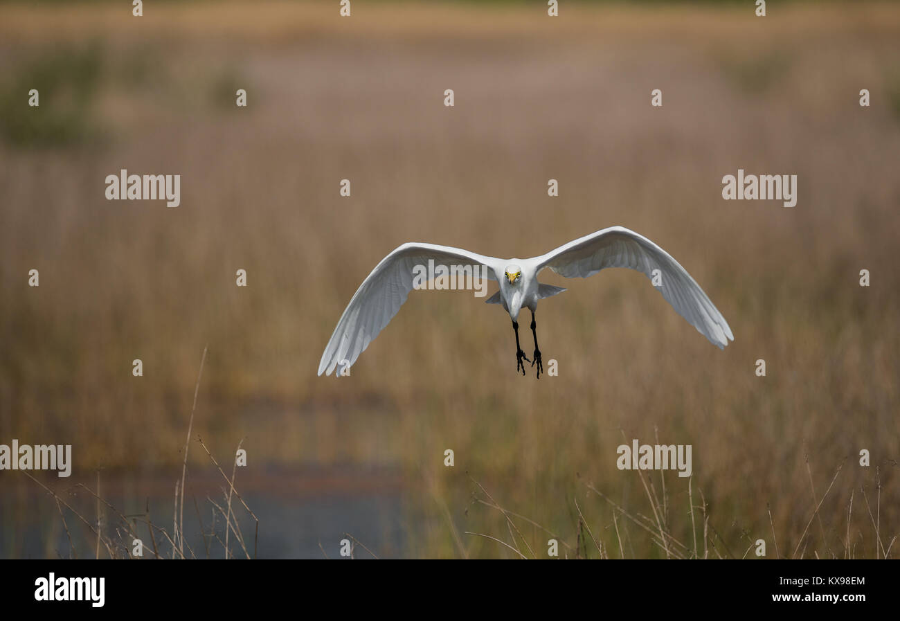 Great Egret bird flying towards the camera Stock Photo - Alamy