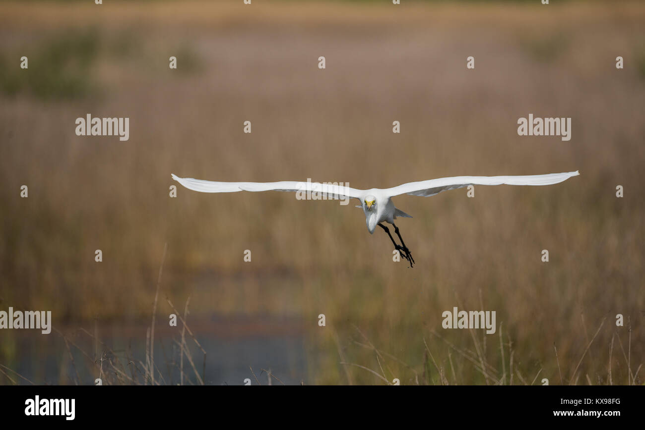 Beautiful great egret flying hi-res stock photography and images - Alamy