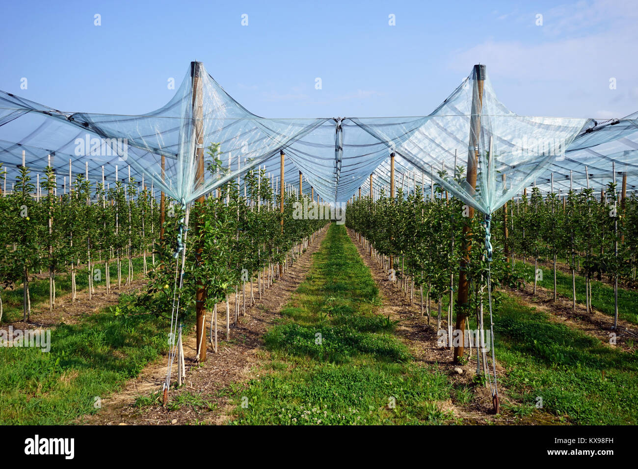 Road, bridge and apple trees in Germany Stock Photo - Alamy