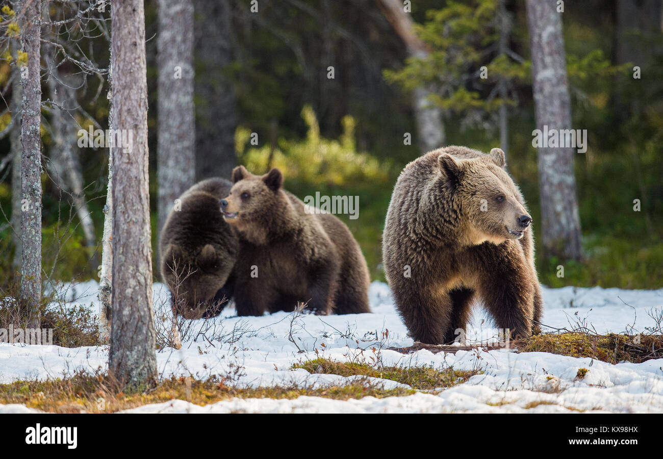 She-bear and bear-cubs. Adult female of Brown Bear (Ursus arctos) with ...