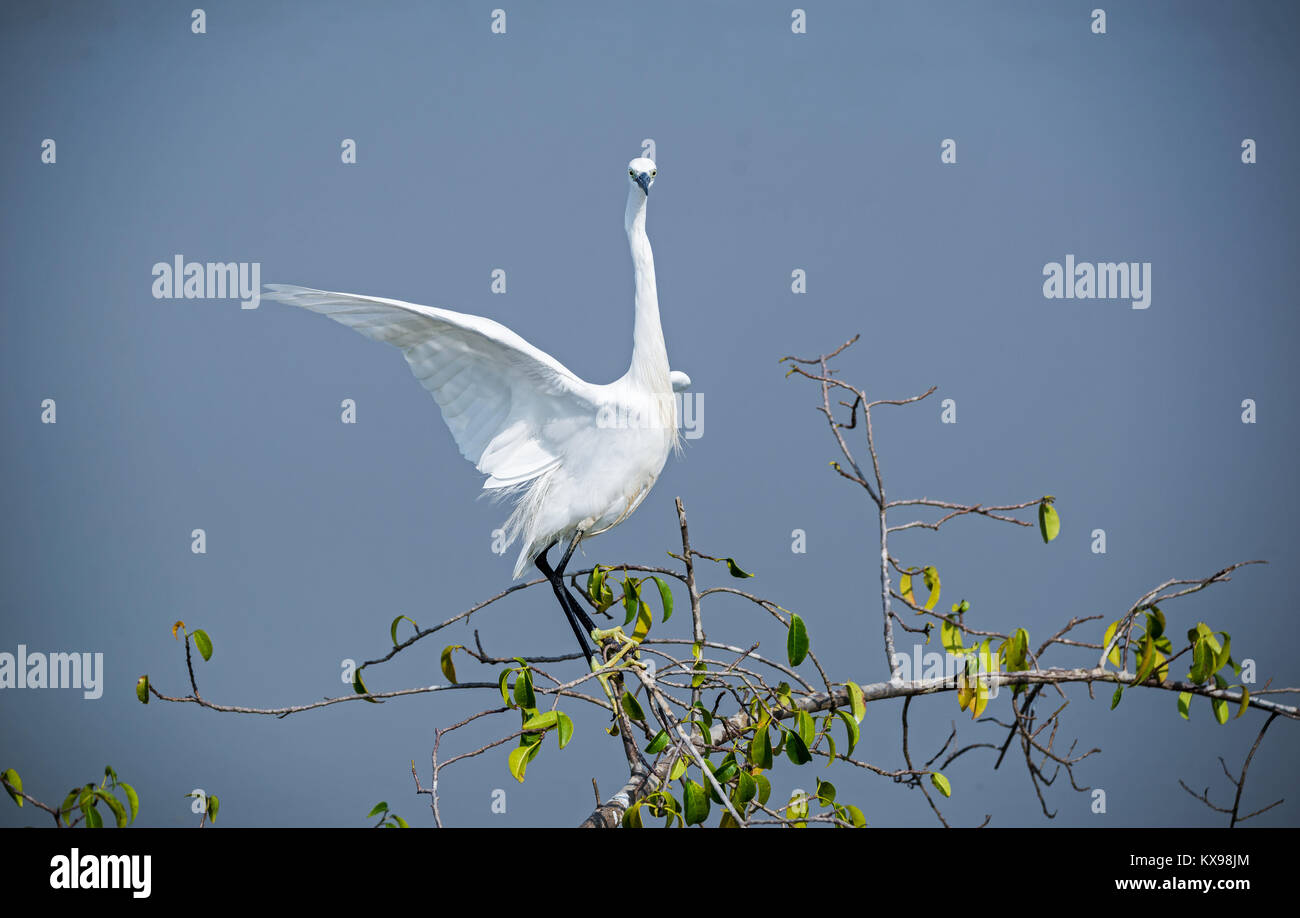 A white heron bird flapping one wing from a tree top Stock Photo - Alamy