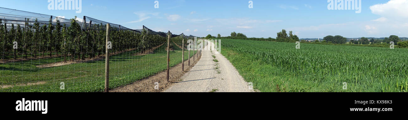 Apple orchard and corn field near road in Germany Stock Photo - Alamy