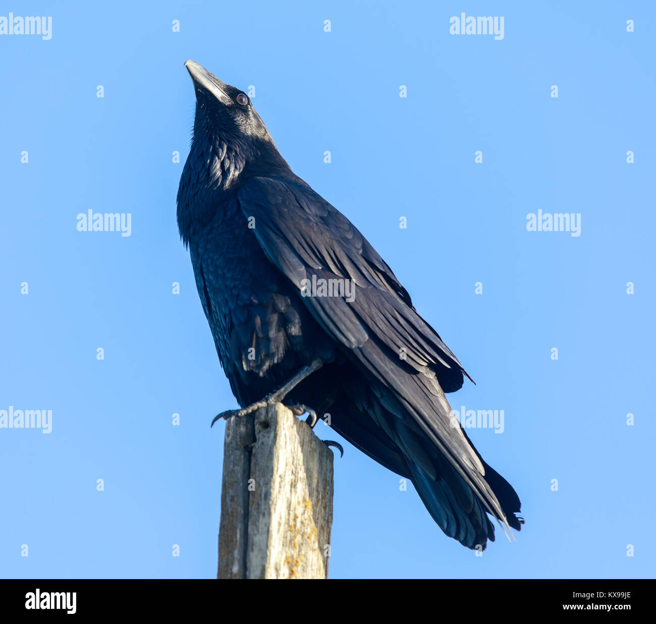 Raven on pole hi-res stock photography and images - Alamy
