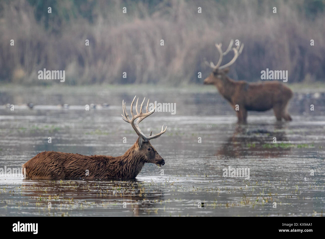 Barasingha dudhwa hi-res stock photography and images - Alamy