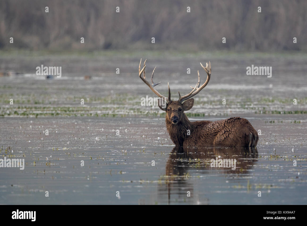 The barasingha aka swamp deer hi-res stock photography and images - Alamy