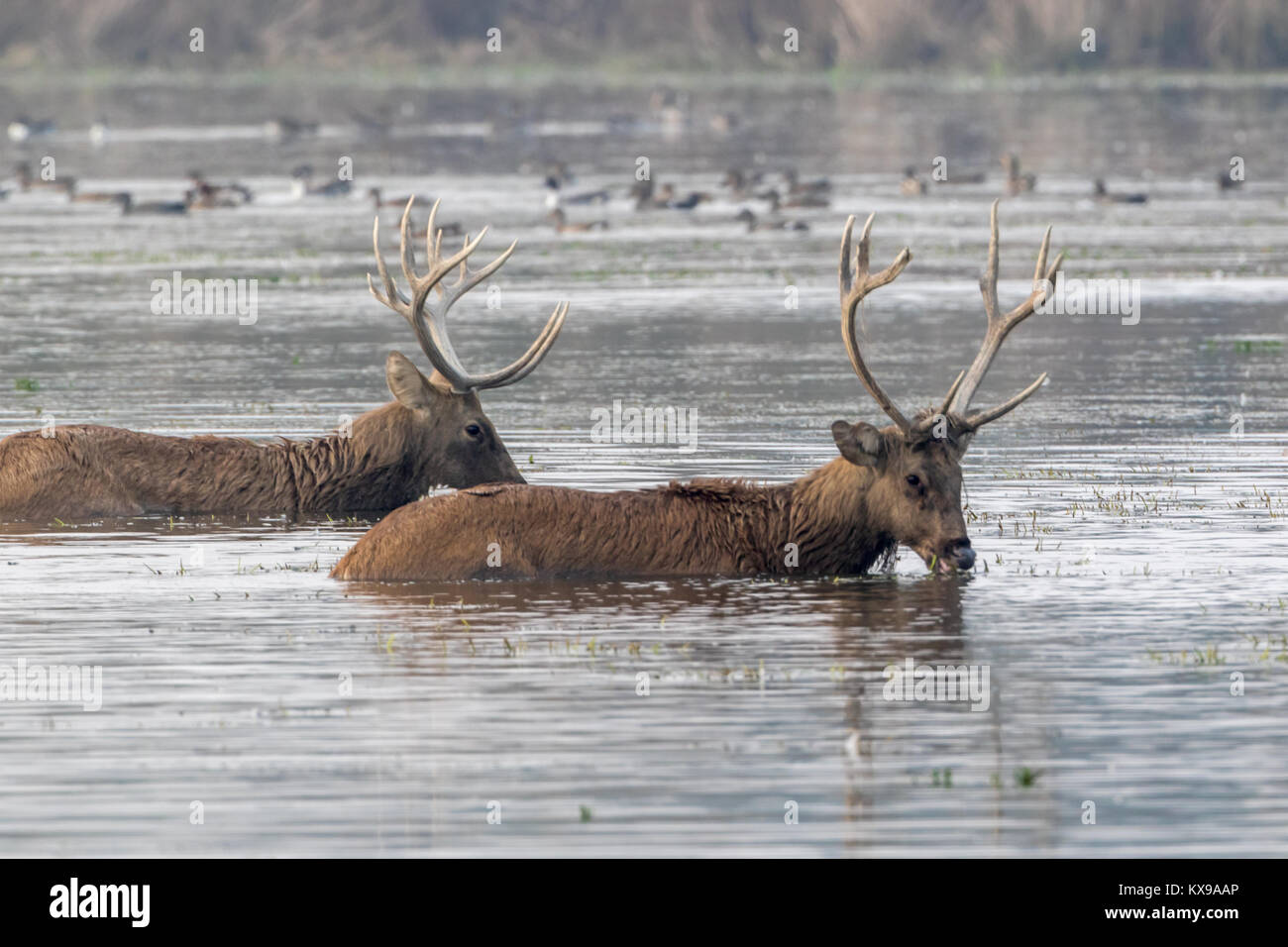 Barasingha uttar pradesh hi-res stock photography and images - Alamy