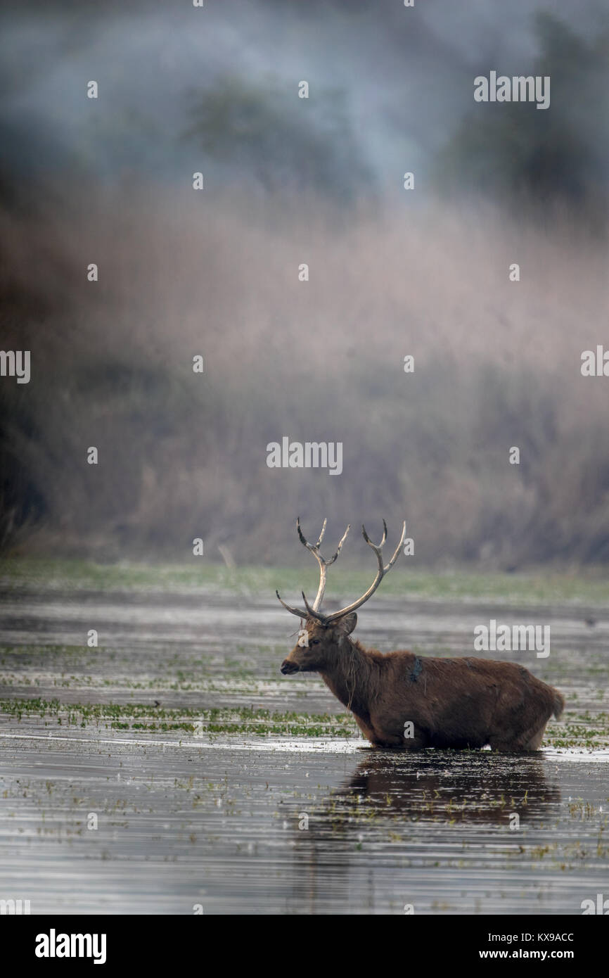The barasingha aka swamp deer hi-res stock photography and images - Alamy