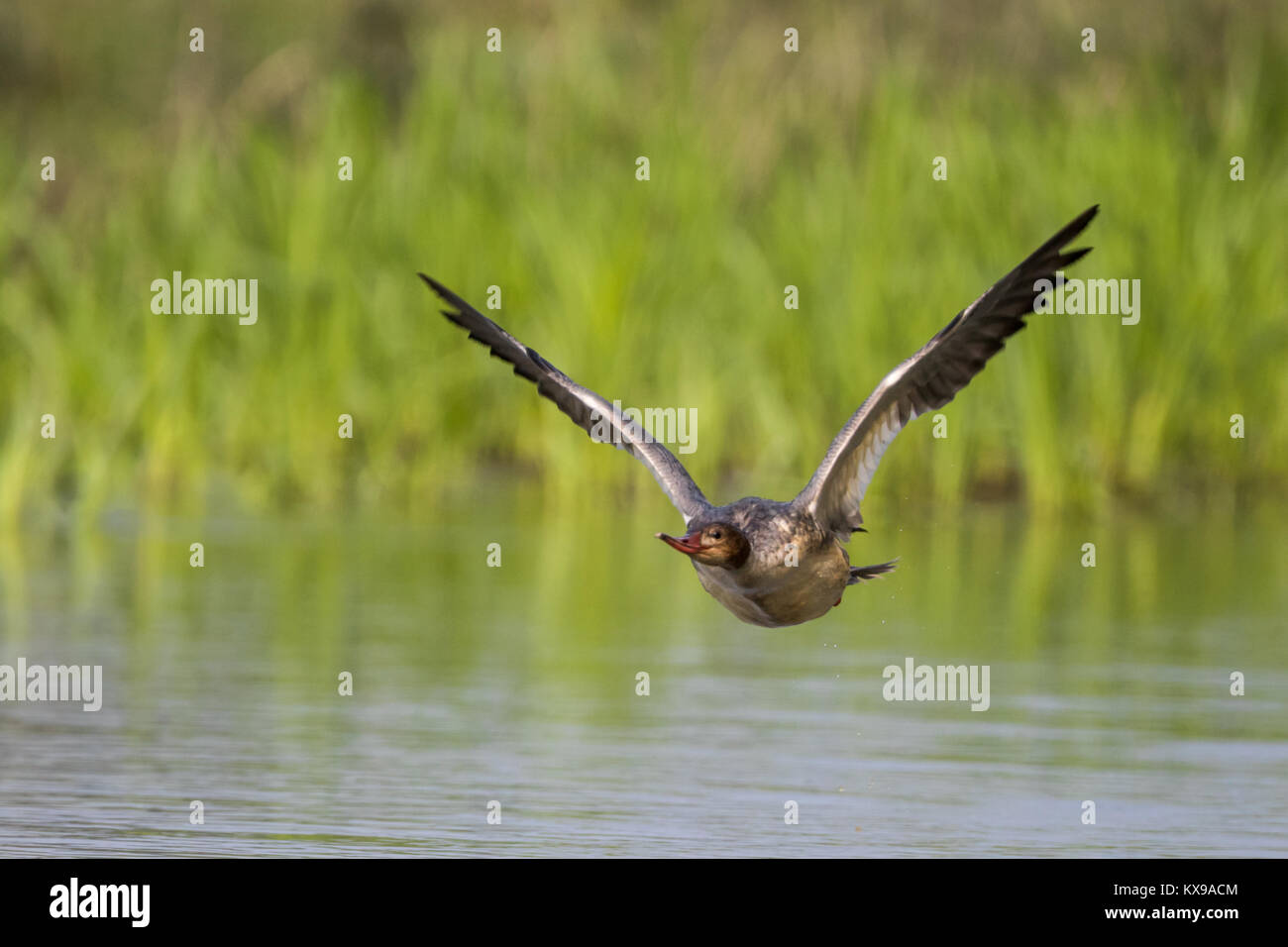 Flying Forward High Resolution Stock Photography and Images - Alamy