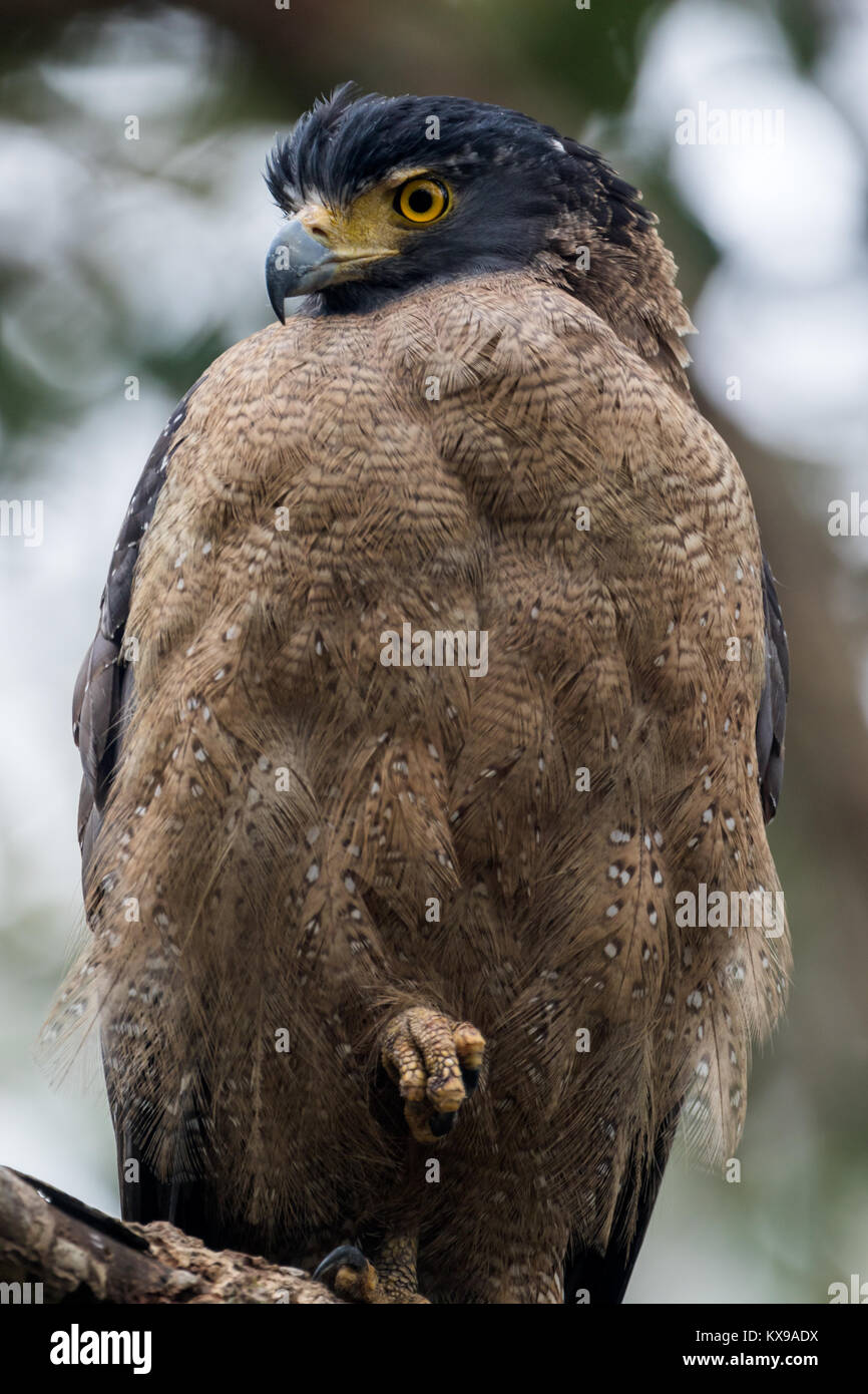 Birds of prey of dudhwa hi-res stock photography and images - Alamy