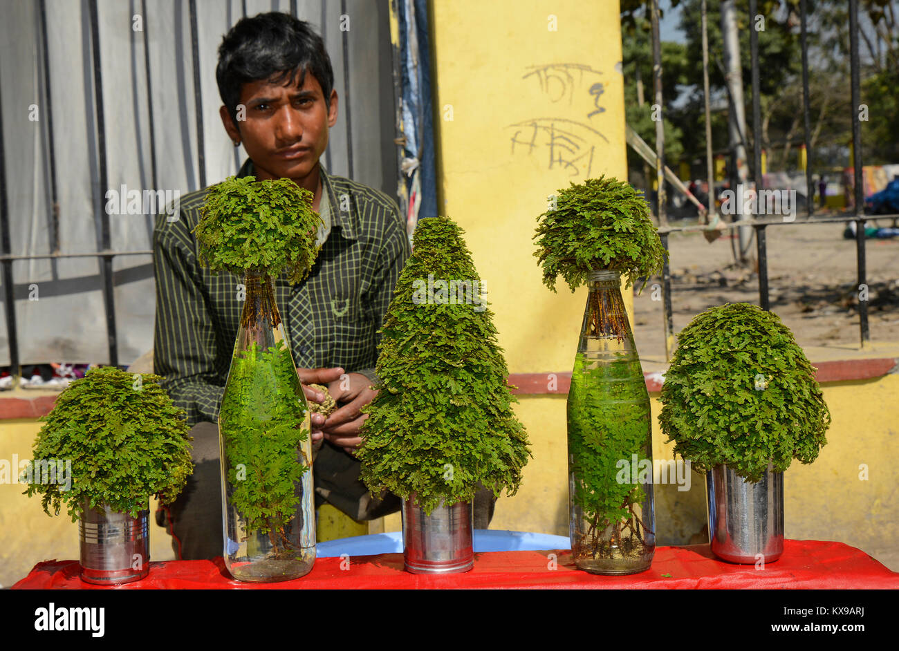 Boy Selling Plant at Indian Market Stock Photo - Alamy