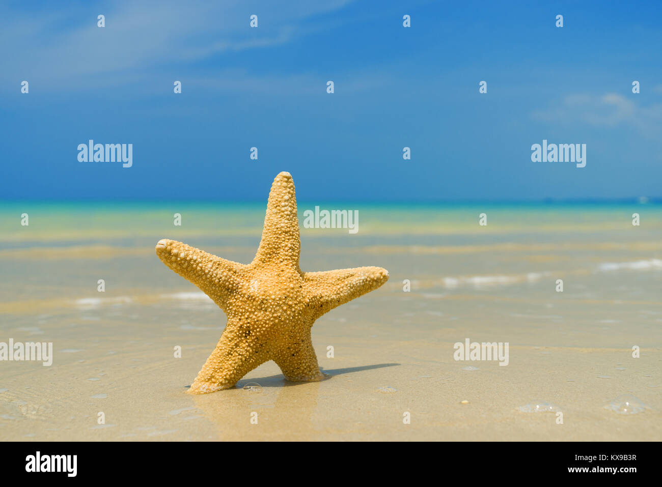 Starfish on the Beach Stock Photo - Alamy