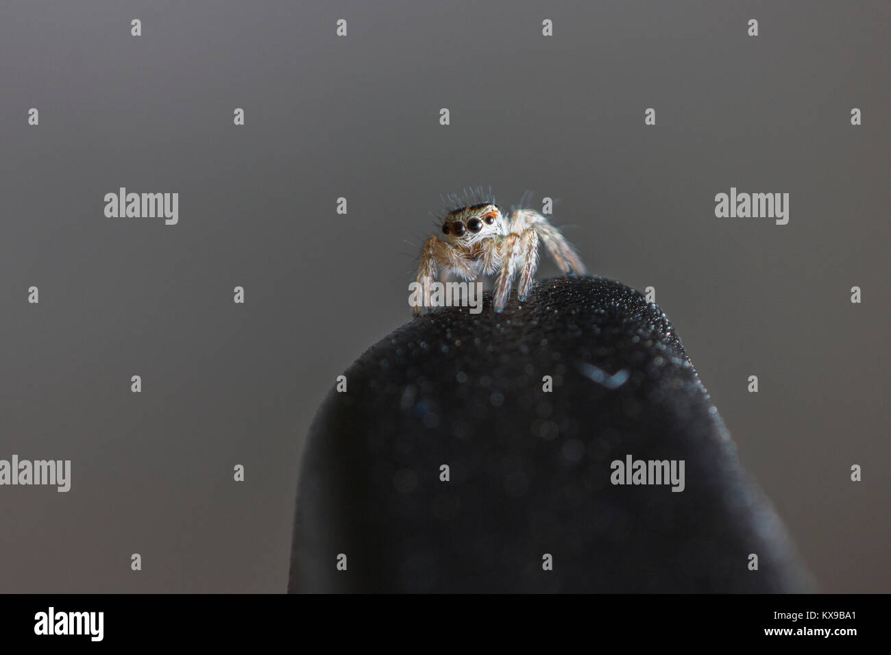 Jumping spider super macro hi-res stock photography and images - Alamy