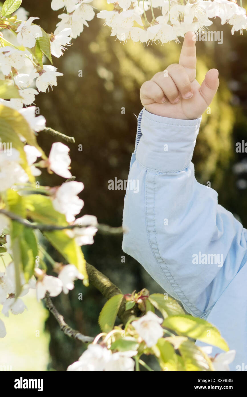baby hand pointing at blooming cherry blossom trees Stock Photo - Alamy