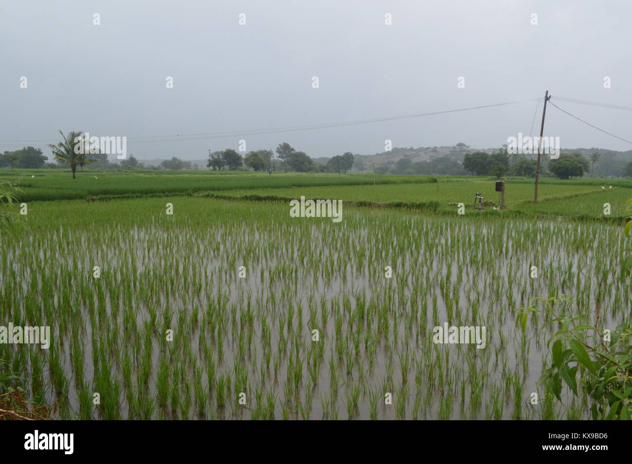 Big paddy field hi-res stock photography and images - Alamy