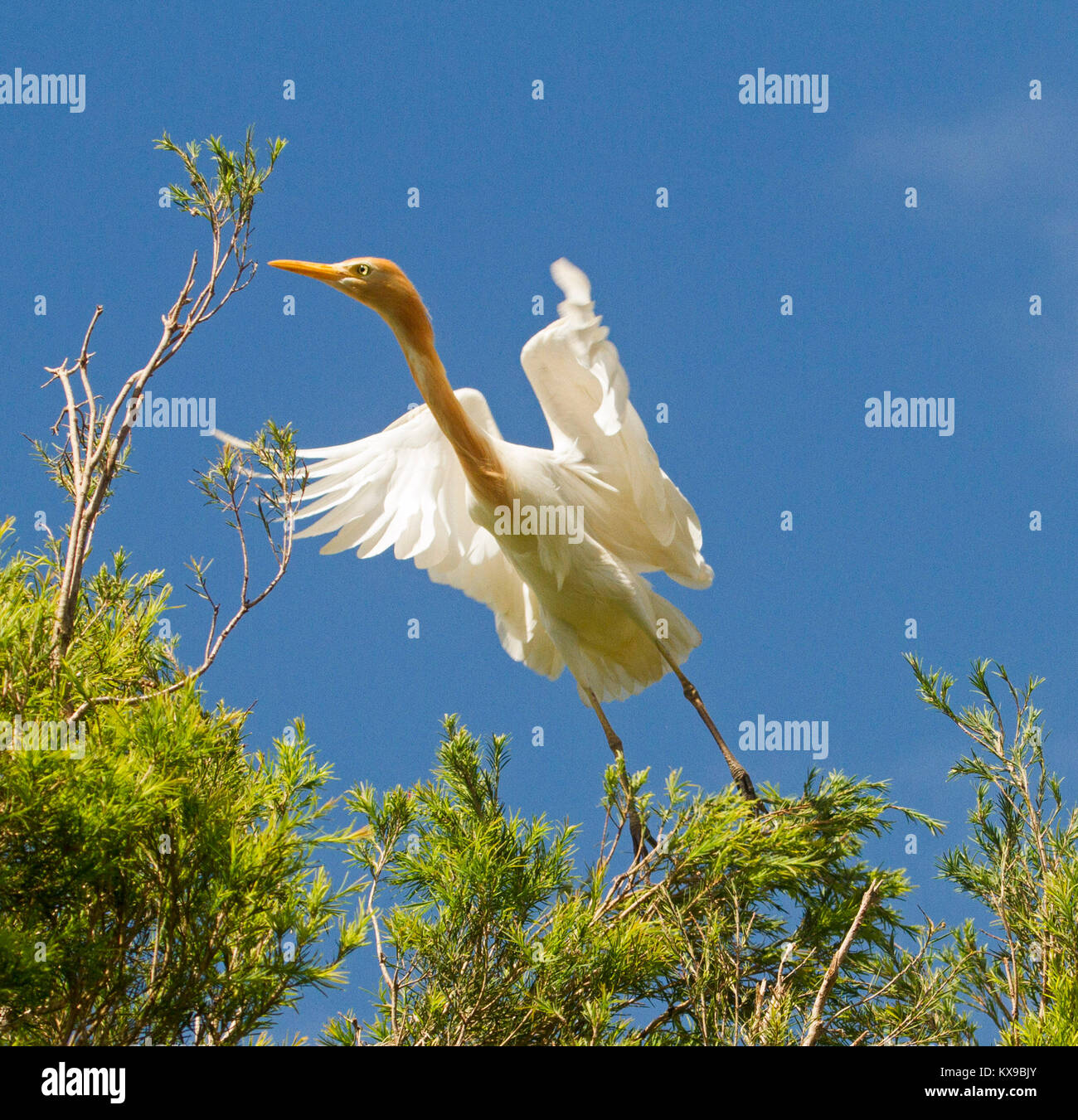 Stunning view of Australian cattle egret, Bubulcus ibis, in breeding ...