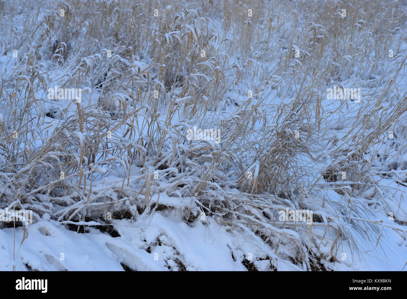 Pure white snow hi-res stock photography and images - Alamy