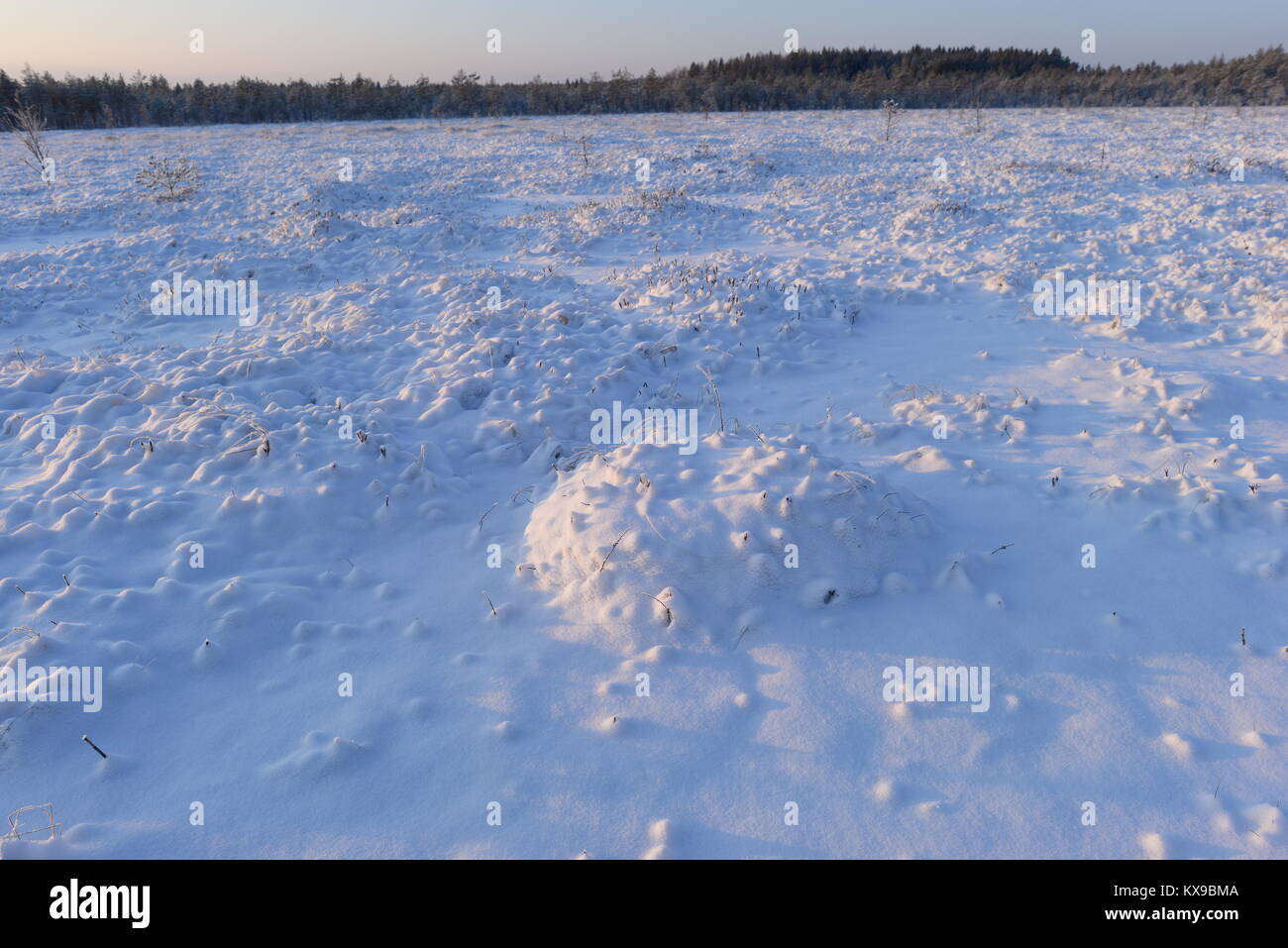 Swamp images hi-res stock photography and images - Alamy