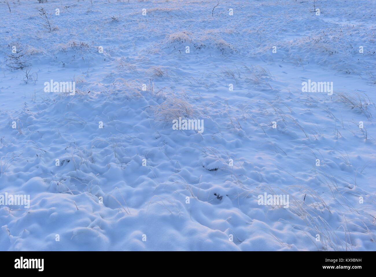 Swamp grass in a snowy winter with traces of wild animals in the snow ...