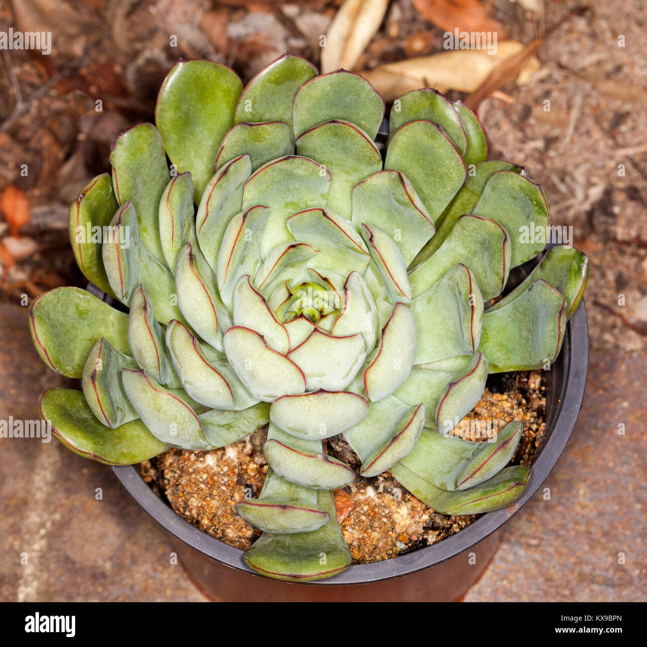 Echeveria succulent hi-res stock photography and images - Alamy