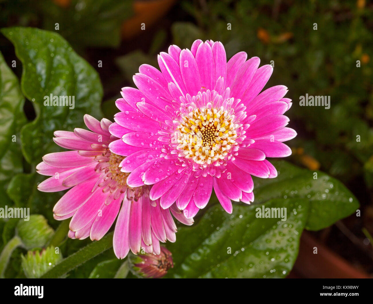 Gerbera garvinea ‘sweet series’ hi-res stock photography and images - Alamy