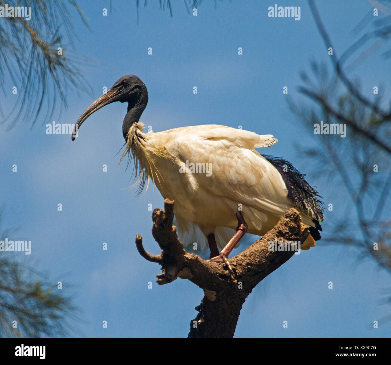 Australian white ibis, Ardea ibis, in dead tree against background of ...