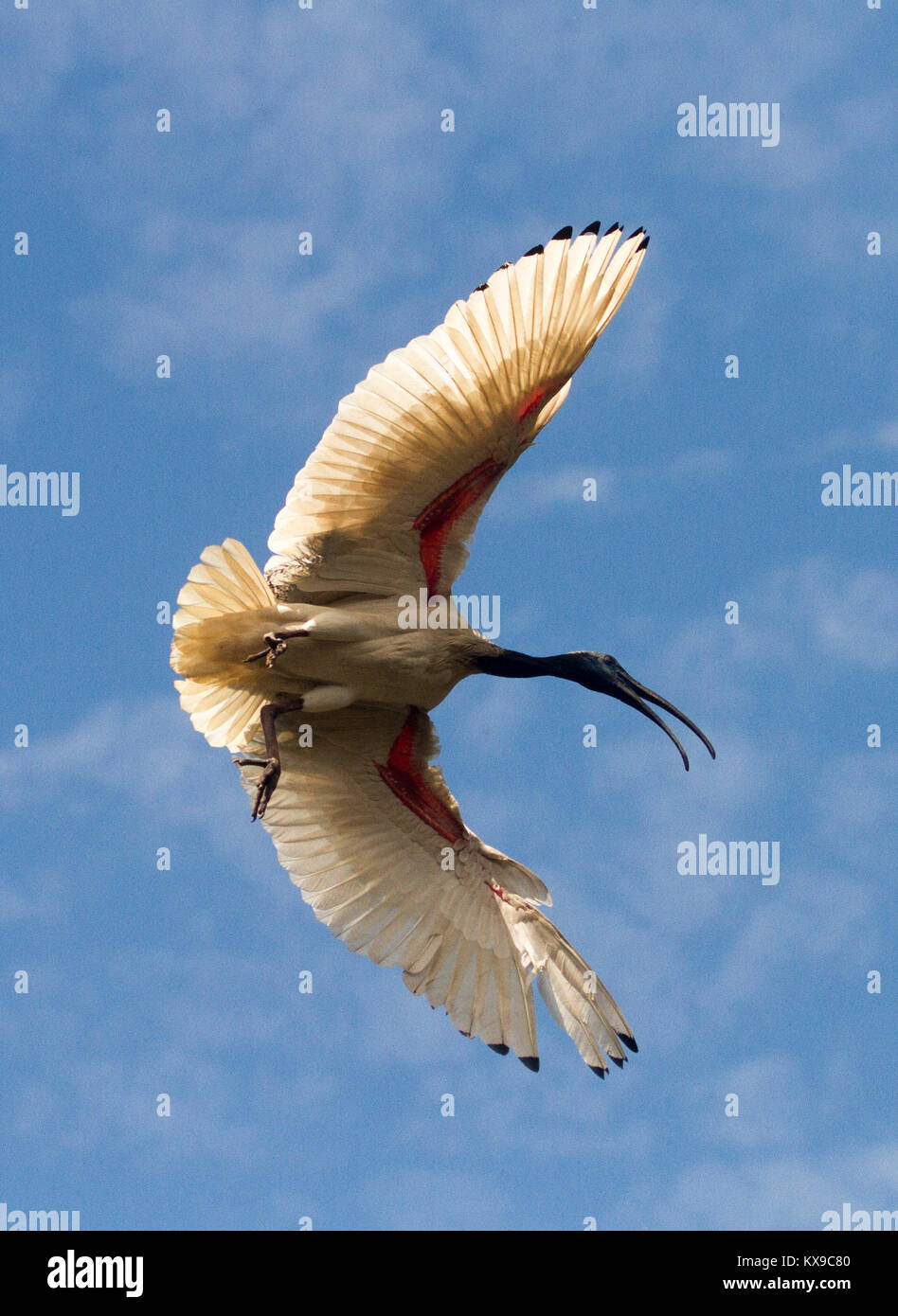 Bird white ibis hi-res stock photography and images - Alamy